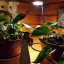 Wrought Studio Runnels Metal Desk Lamp & Reviews | Wayfair