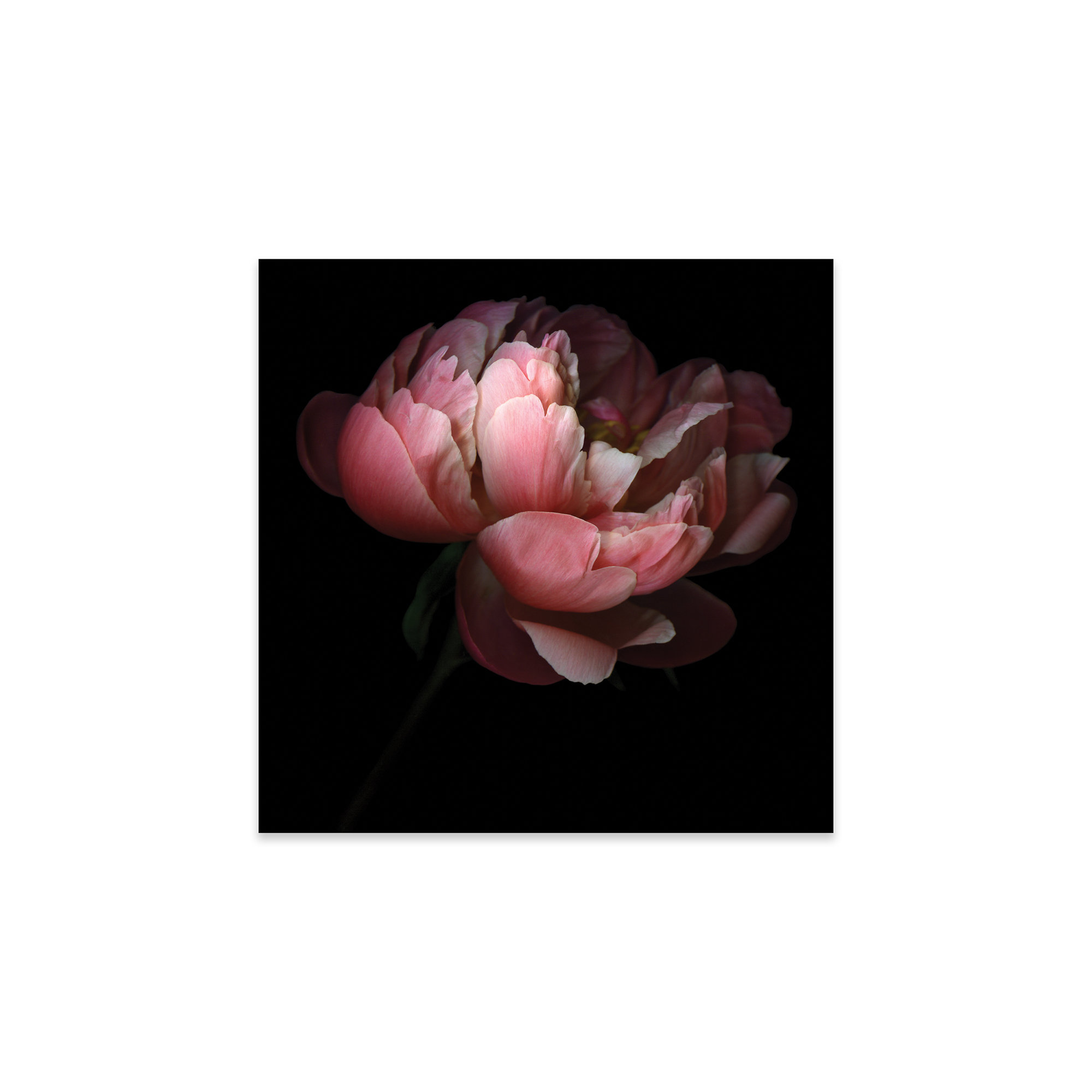 Latitude Run® Hattenhauer Creativity Is A Very Delicate Flower On ...