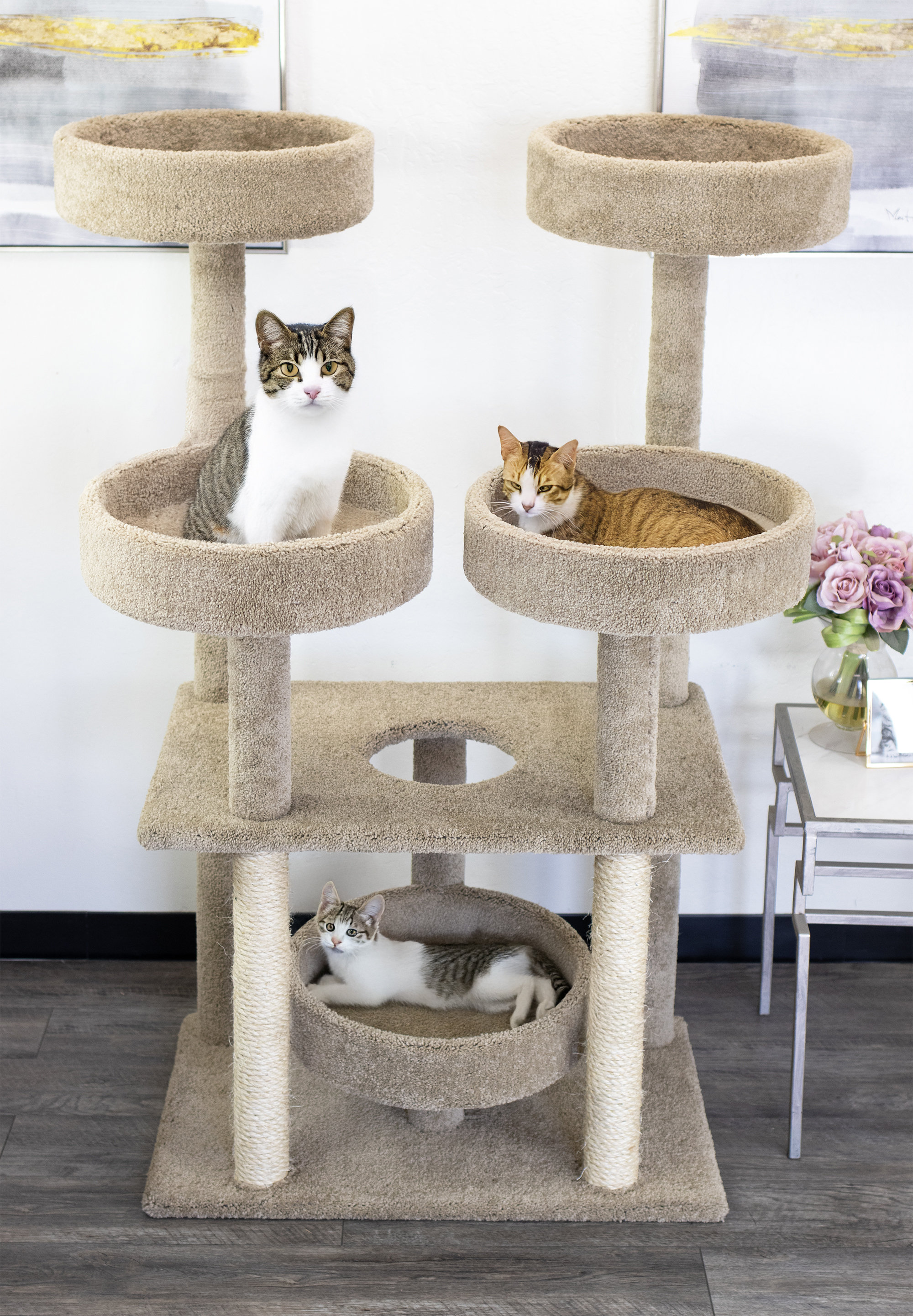 Prestige Cat Trees 55" Cat Tree & Reviews - Wayfair Canada