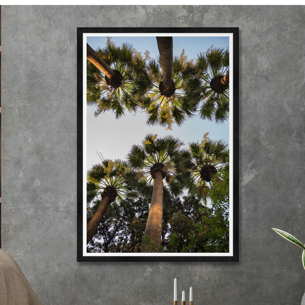 Tim Klein Photography Athens Palm II | Wayfair