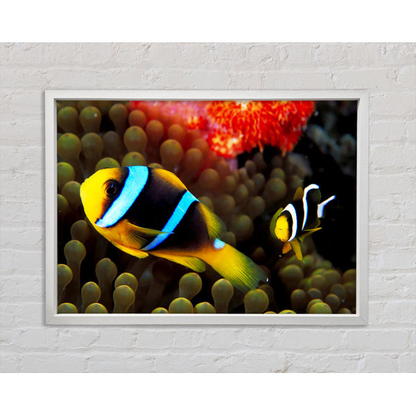 Bright Star Neon Clown Fish - Single Picture Frame Print on Canvas ...