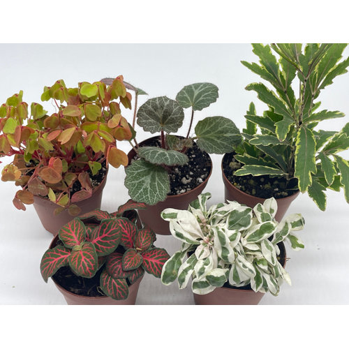Florida House Plants Premium Foliage Assortment Colorful Fern Set ...