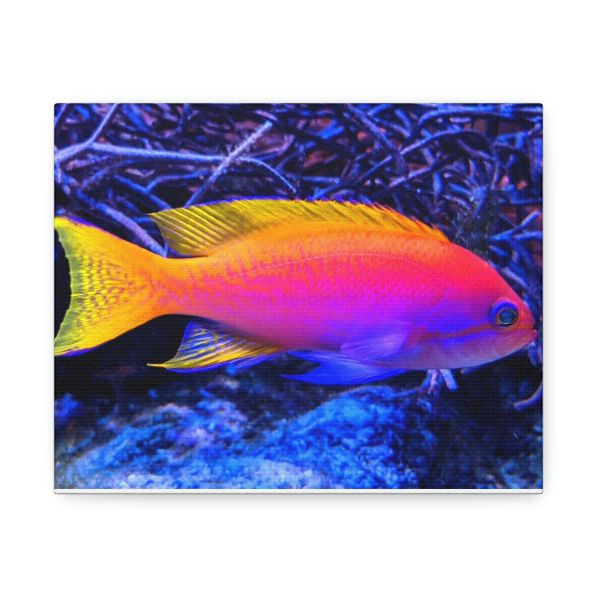 Rosecliff Heights Colorful Fish Stretched - Unframed Illustration on ...