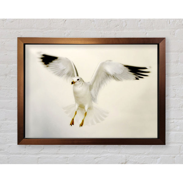 House of Hampton Flying Seagull Framed Print | Wayfair.co.uk