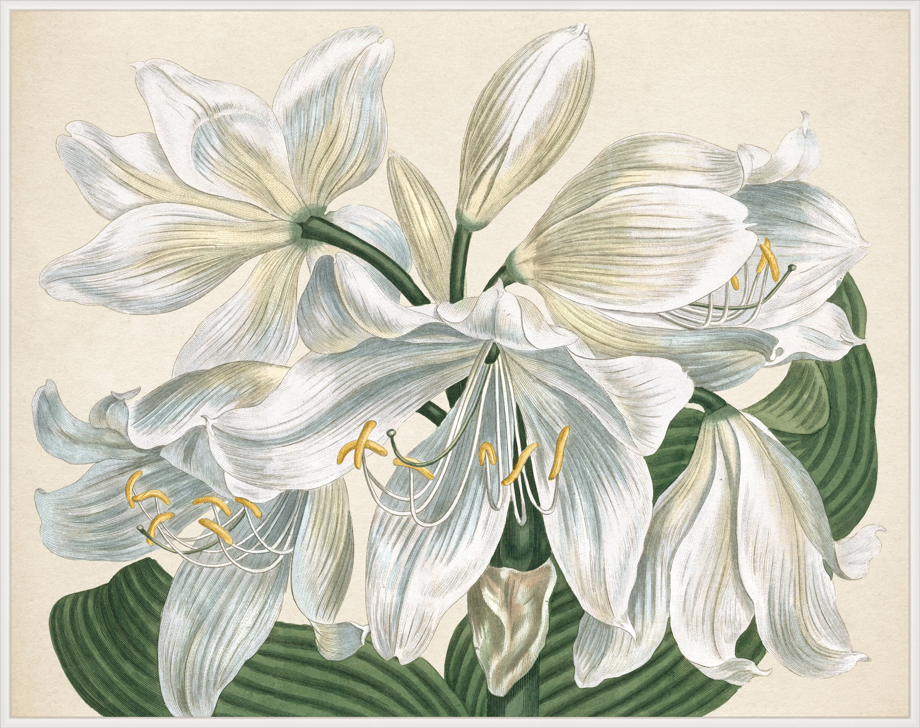 Lillian August White Blooms 2' Framed Print on Canvas | Wayfair