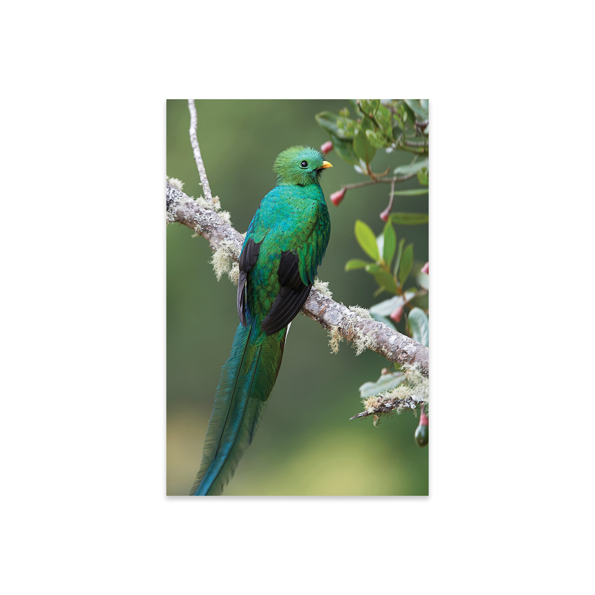Ebern Designs Resplendent Quetzal Male, Costa Rica II On Plastic ...