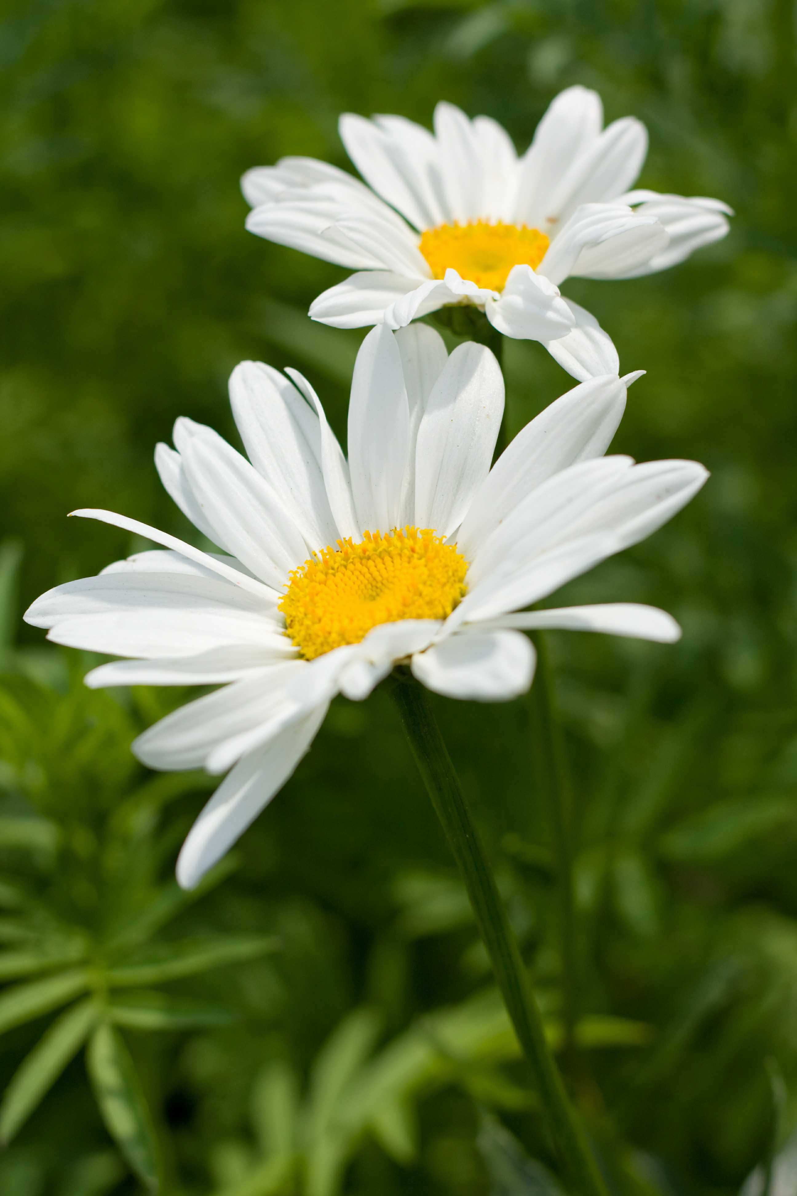 Ebern Designs Beautiful Daisy - Wrapped Canvas Photograph | Wayfair