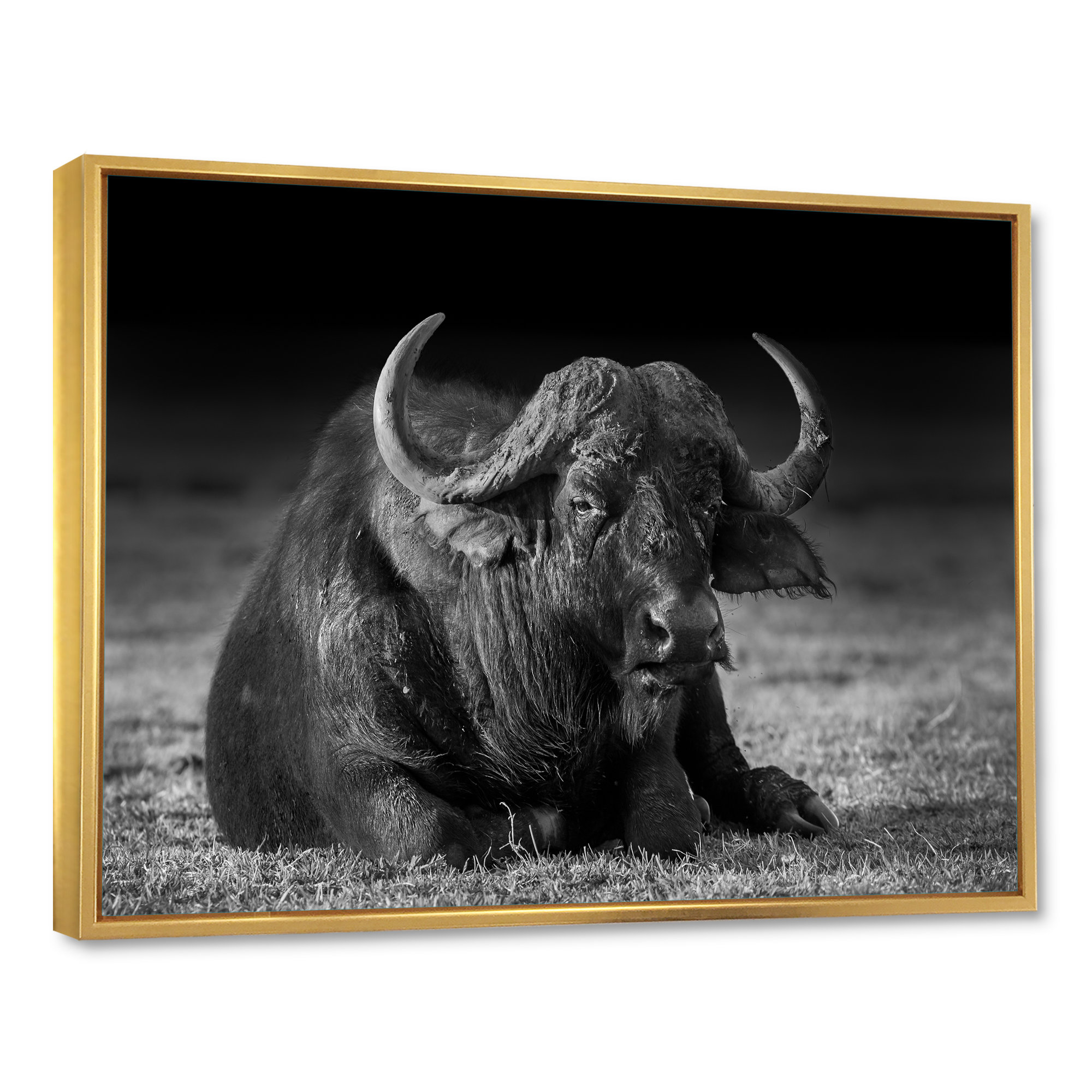 Gracie Oaks African Buffalo In Black And White - Picture Frame Print on ...