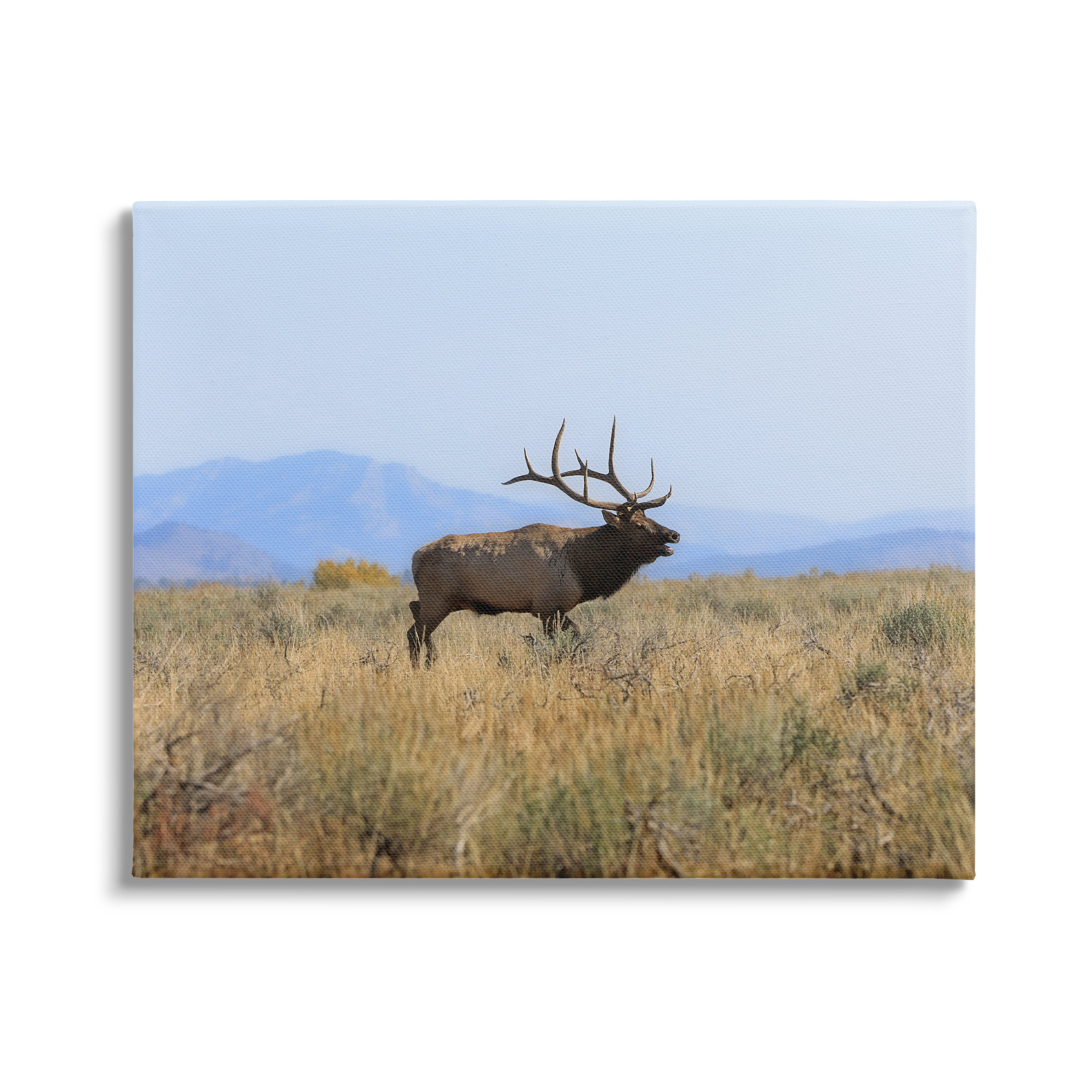 Loon Peak Elk Grazing Pasture Grassland Blue Distant Mountains ...