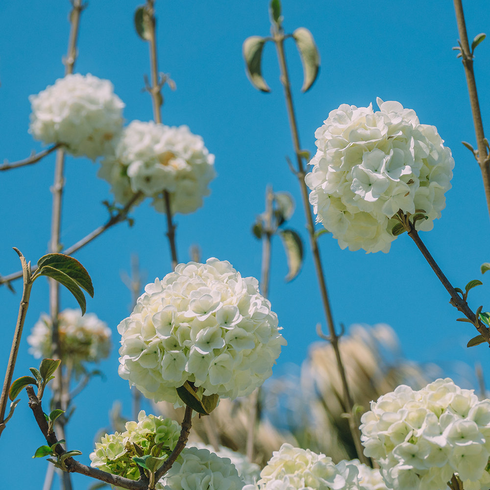 Plants by Mail 2.5 Gal. Chinese Snowball Viburnum - Decidious Shrub ...