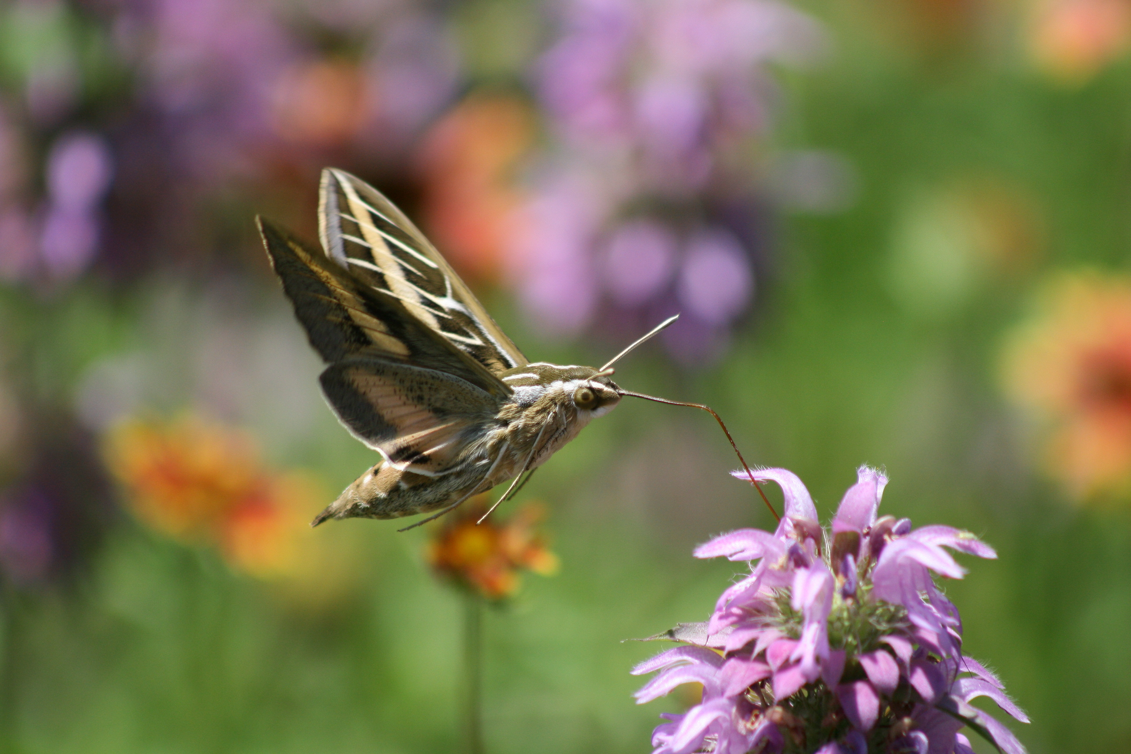 Hokku Designs Derita Hawk Moths On Canvas by Bobme Photograph | Wayfair