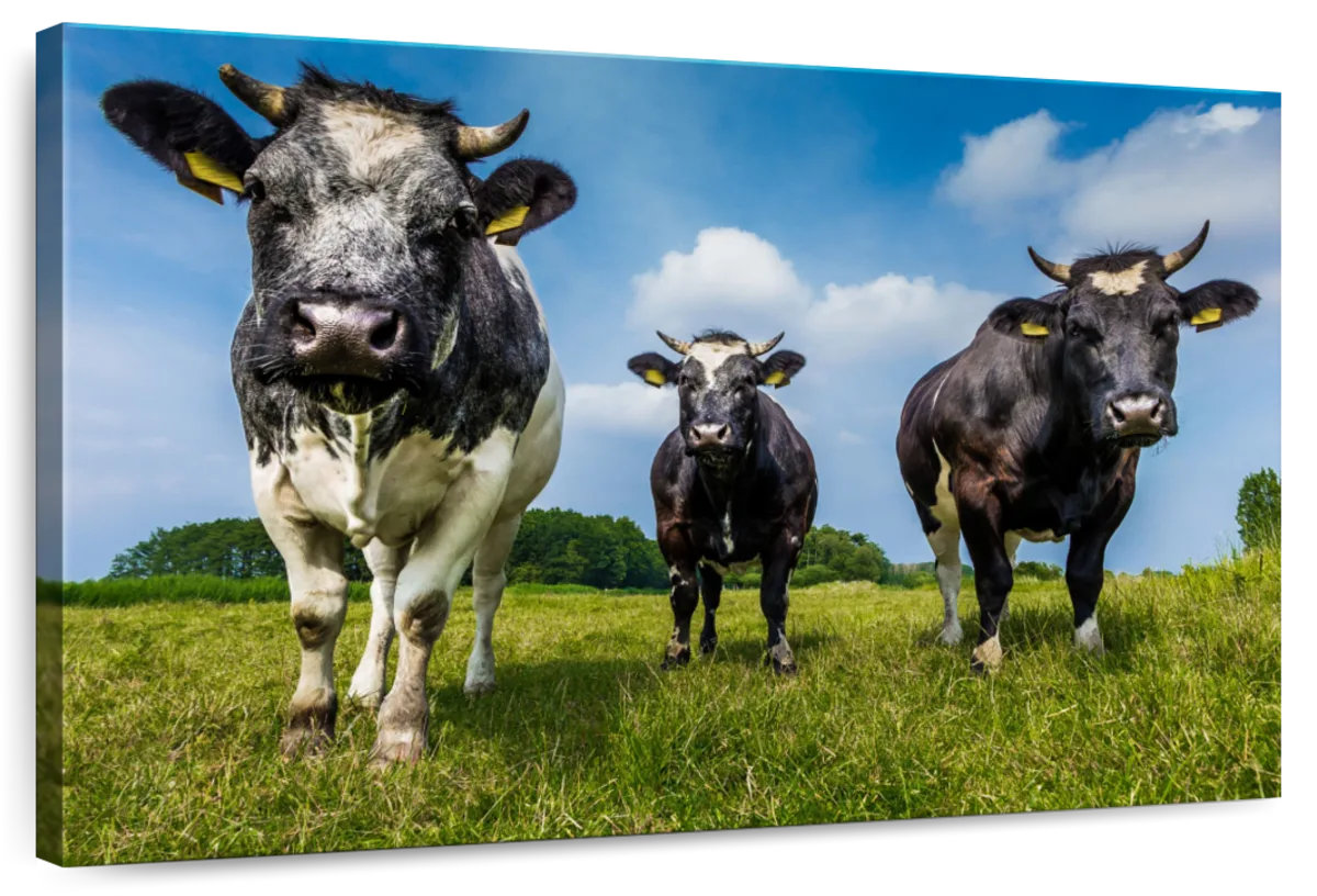 Ebern Designs Cow Gang | Wayfair