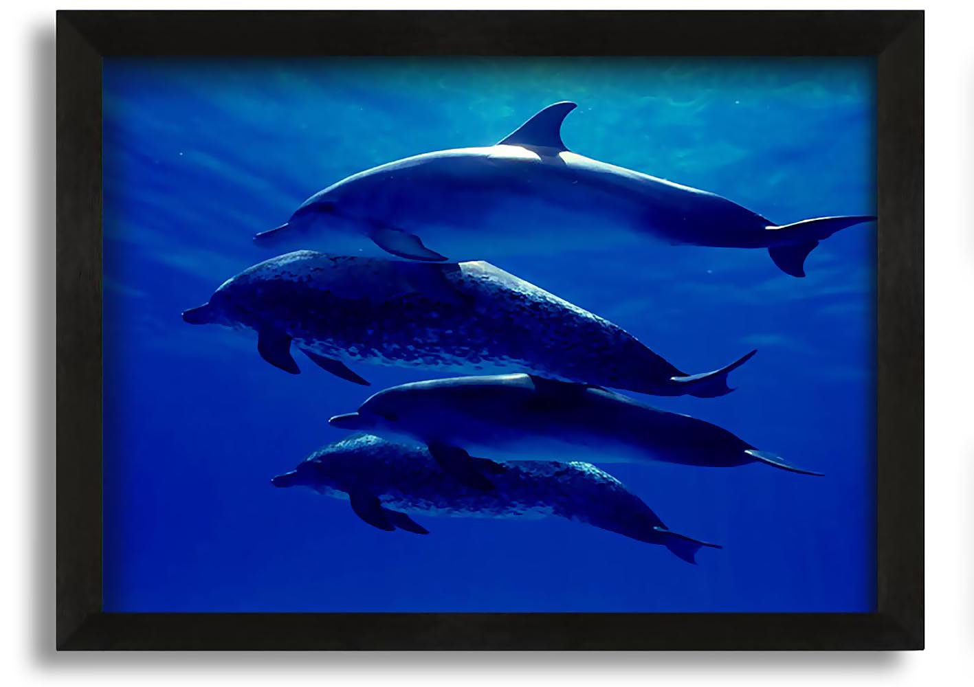House of Hampton Dolphin Family - Picture Frame Graphic Art on Canvas ...