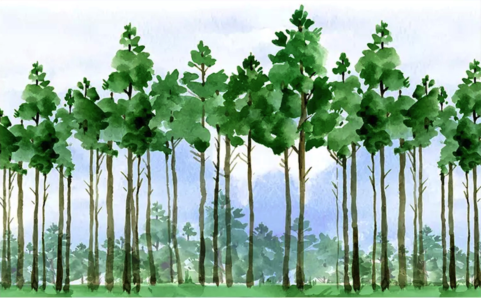 GK Wall Design Forest Cartoon Poplar Tree Landscape Removable Textured ...