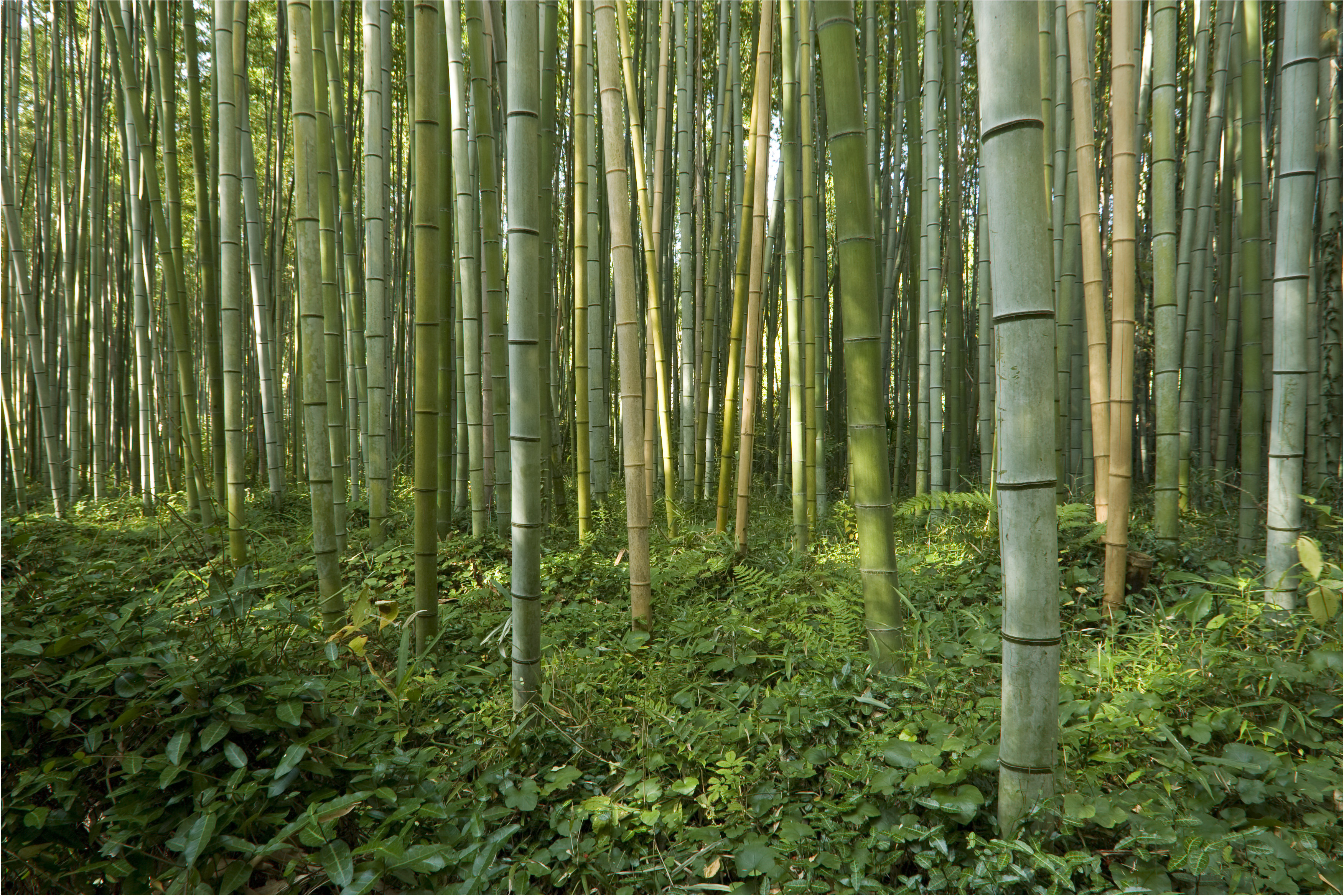 17 Stories Bamboo Forest by Sakurafubuki - Wrapped Canvas Photograph ...