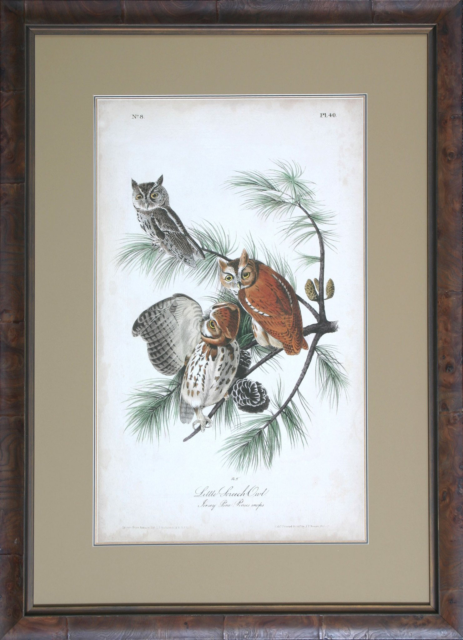 Shadow Catchers Audubon Screech Owl by Audubon - Picture Frame Print on ...