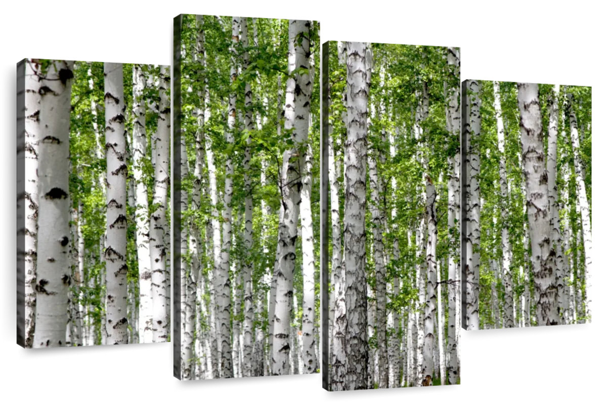 Lark Manor Harnek Summer Birch Trees - Wayfair Canada