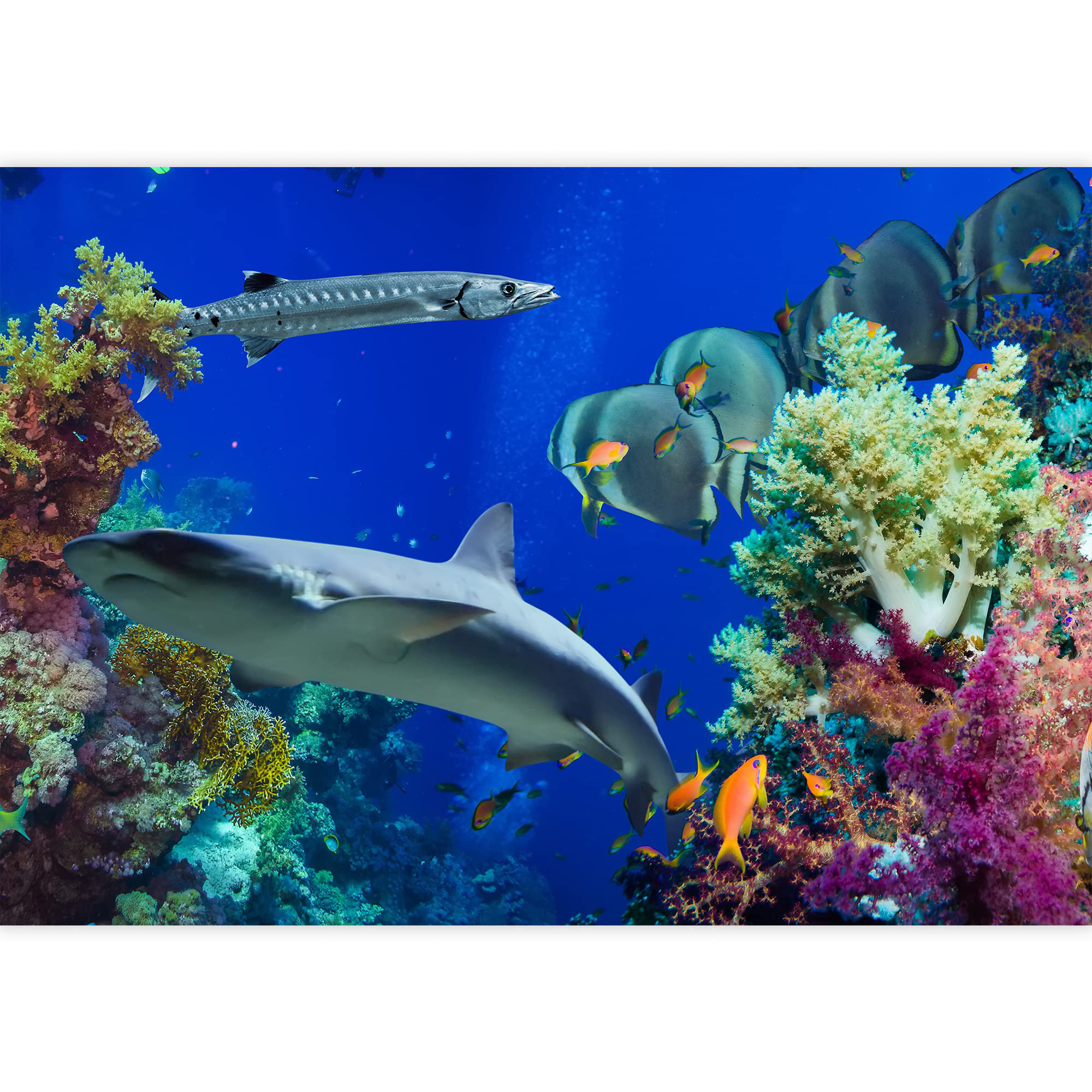 IDEA4WALL Deep Ocean Shark Fishes Colorful Coral Self-Adhesive Large ...