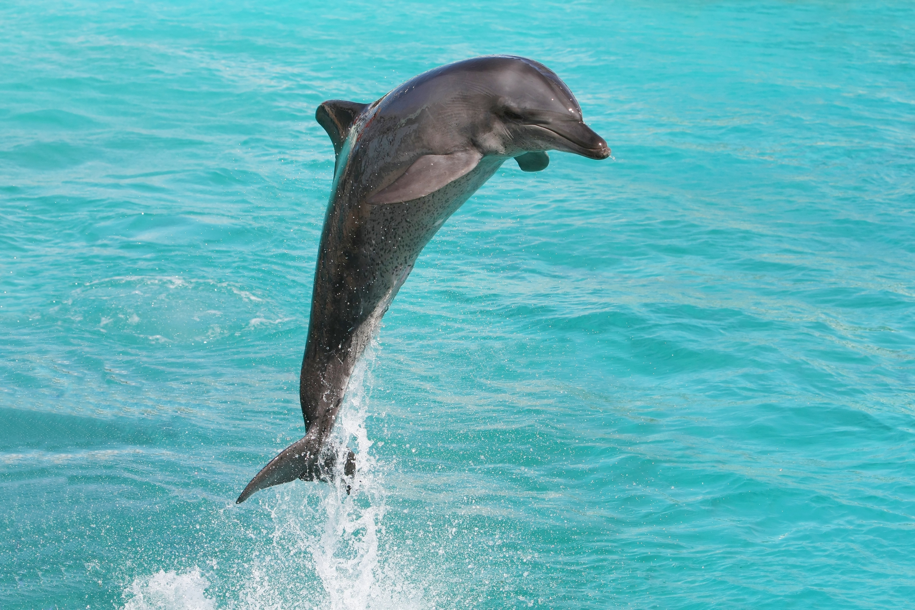 House of Hampton Dolphin Bottlenose | Wayfair.co.uk