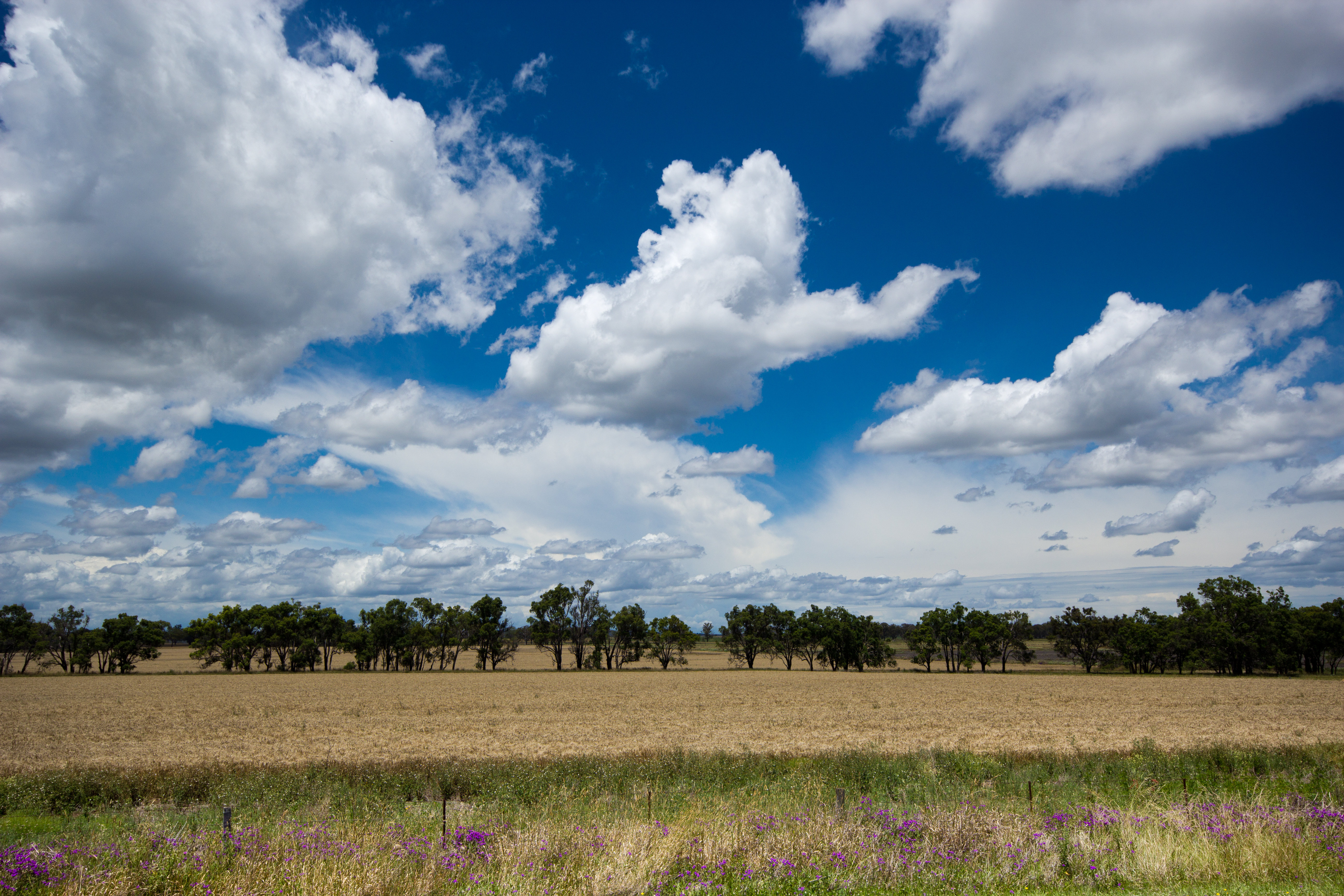 Gracie Oaks Australian Countryside by Larissa - Wrapped Canvas ...