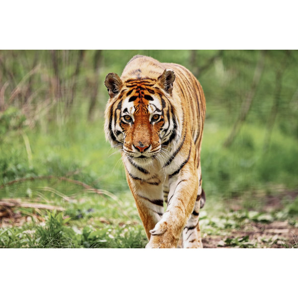 Ebern Designs " Bengal Tiger " Print on Canvas | Wayfair