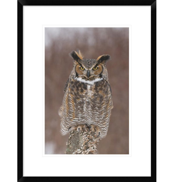 Global Gallery 'Great Horned Owl, Howell Nature Centre, Michigan ...