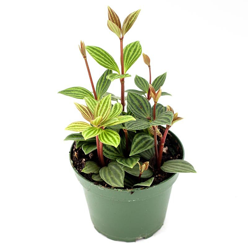 Wekiva Foliage LLC Peperomia Puteolata - Live Plant in a 4 Inch Growers ...