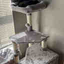 Tucker Murphy Pet™ 58" Bybee Cat Tree or Condo & Reviews | Wayfair