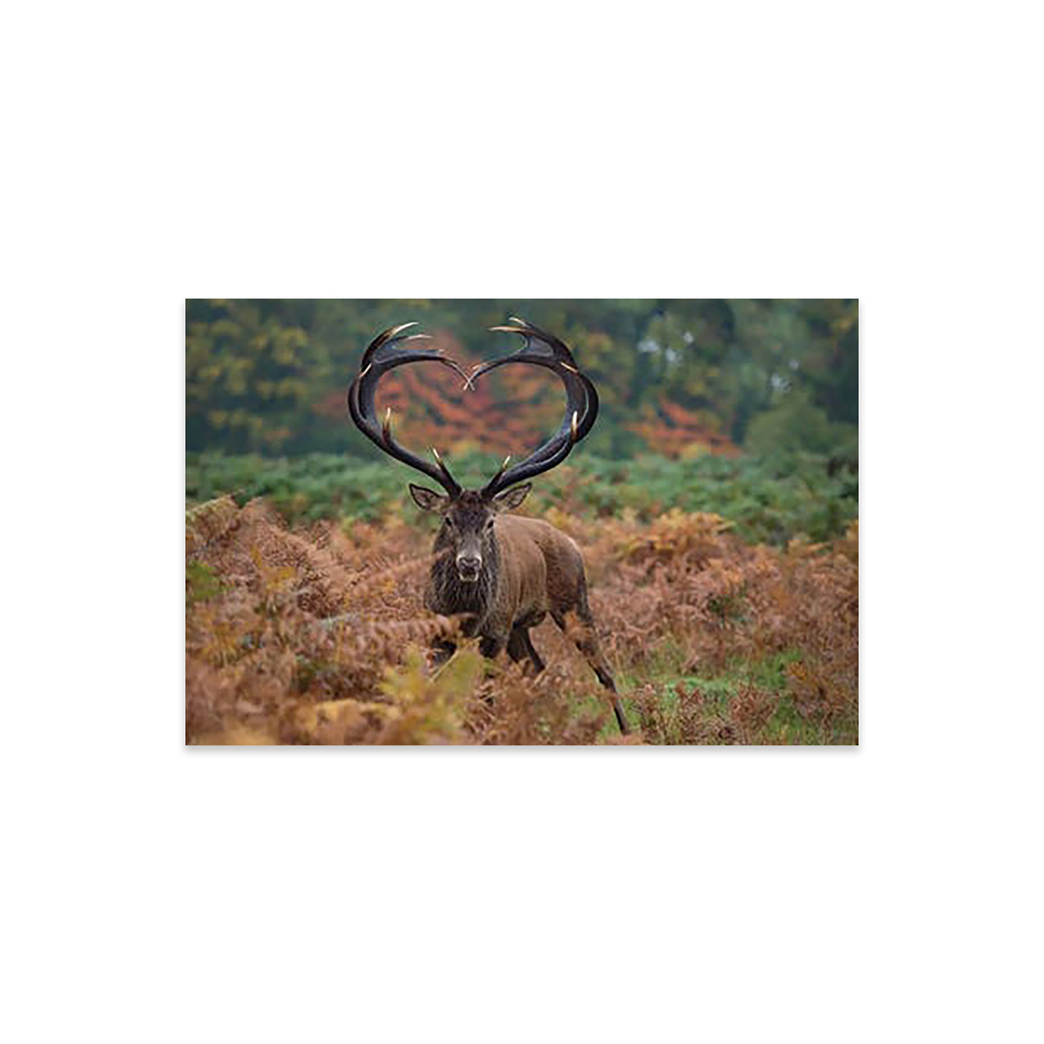 Union Rustic Heart Shaped Antlers Rampant On Plastic / Acrylic by Max ...