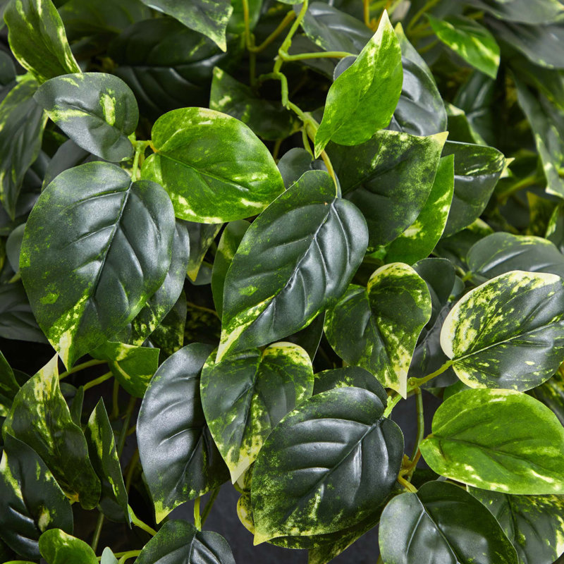 Primrue Hanging Pothos with Slate Planter UV Resistant (Indoor/Outdoor ...