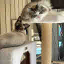 Armarkat 78" Premium Classic Real Wood Jackson Galaxy Approved Cat Tree ...