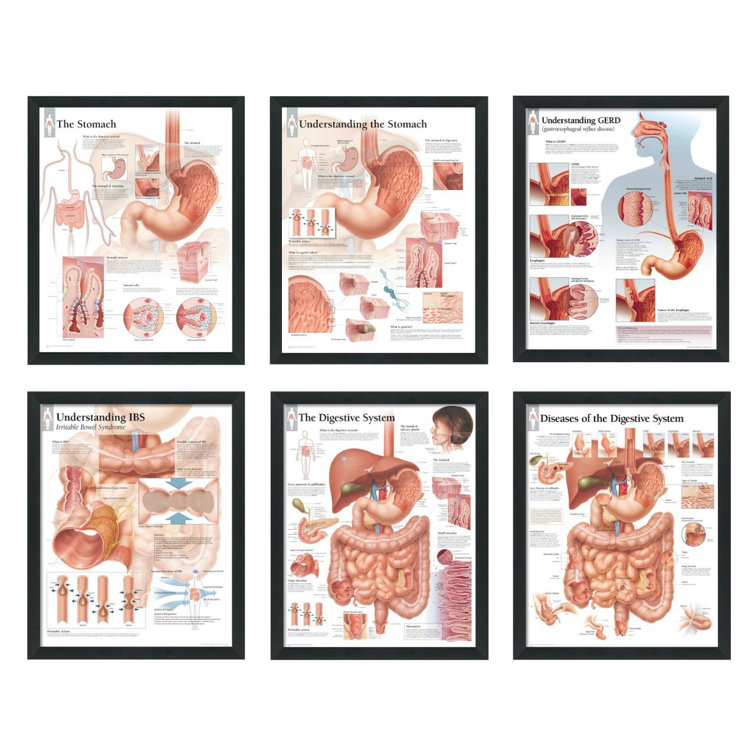 Trinx Jamyr The Stomach Poster | Wayfair