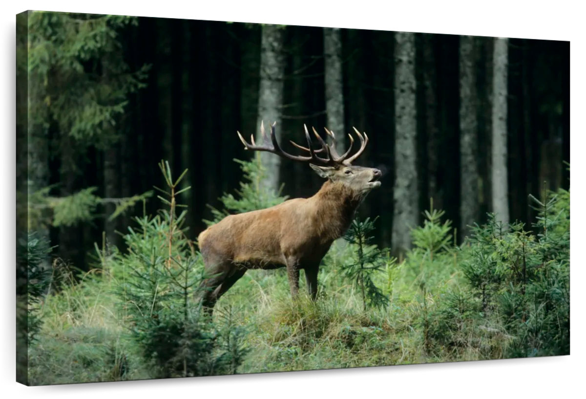 Ebern Designs Crowle Elk Bugle | Wayfair