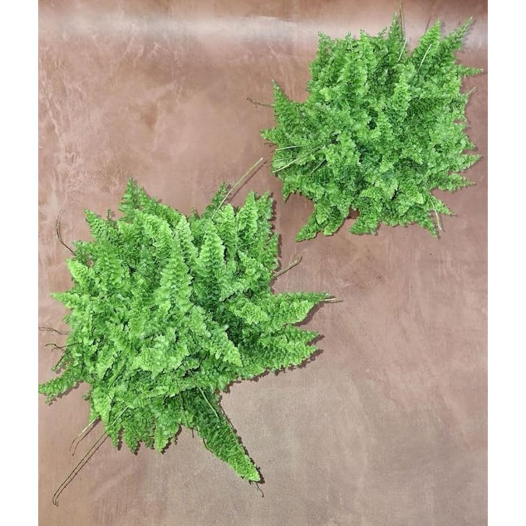 The Seasonal Aisle Mini Boston Fern | Wayfair.co.uk