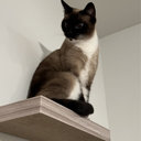 Archie & Oscar™ Skylar Cat Perch & Reviews | Wayfair