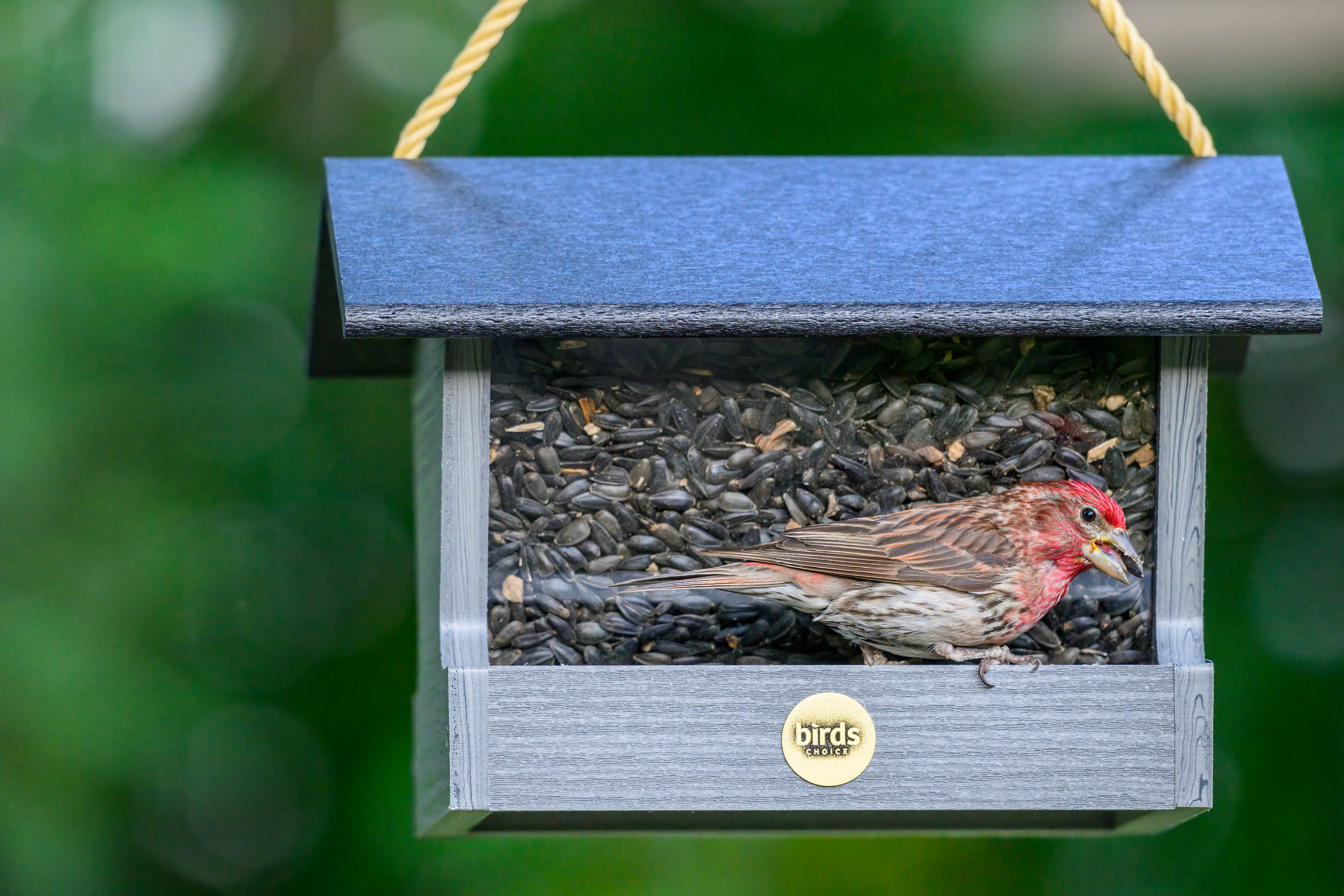 Birds Choice Modern Farmhouse Medium Hopper Hanging Bird Feeder ...