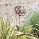 Paper High Metal Allium Garden Statue | Wayfair.co.uk