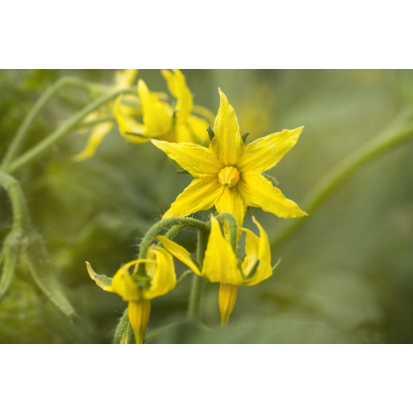 17 Stories Lashel Yellow Flowers - Wrapped Canvas Print | Wayfair.co.uk