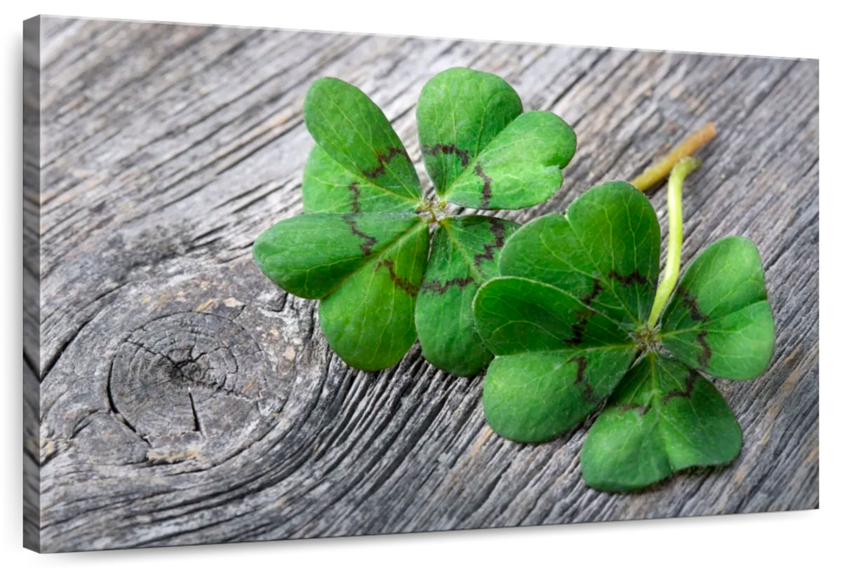 Elephant Stock Four Leaf Clover - Wayfair Canada