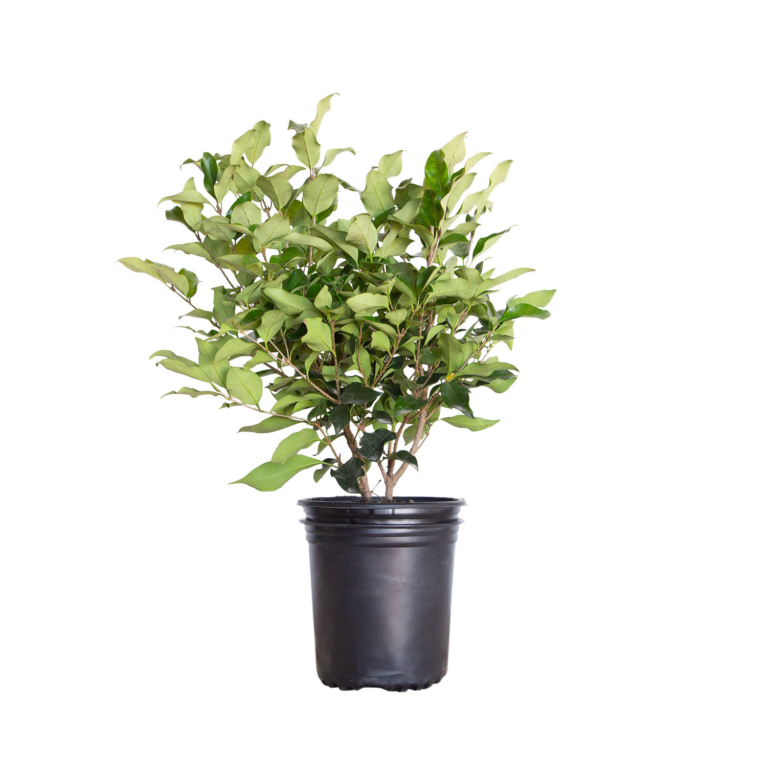 Plants by Mail 2.5 Quart Wavy Leaf Ligustrum Recurvifolia - Flowering ...