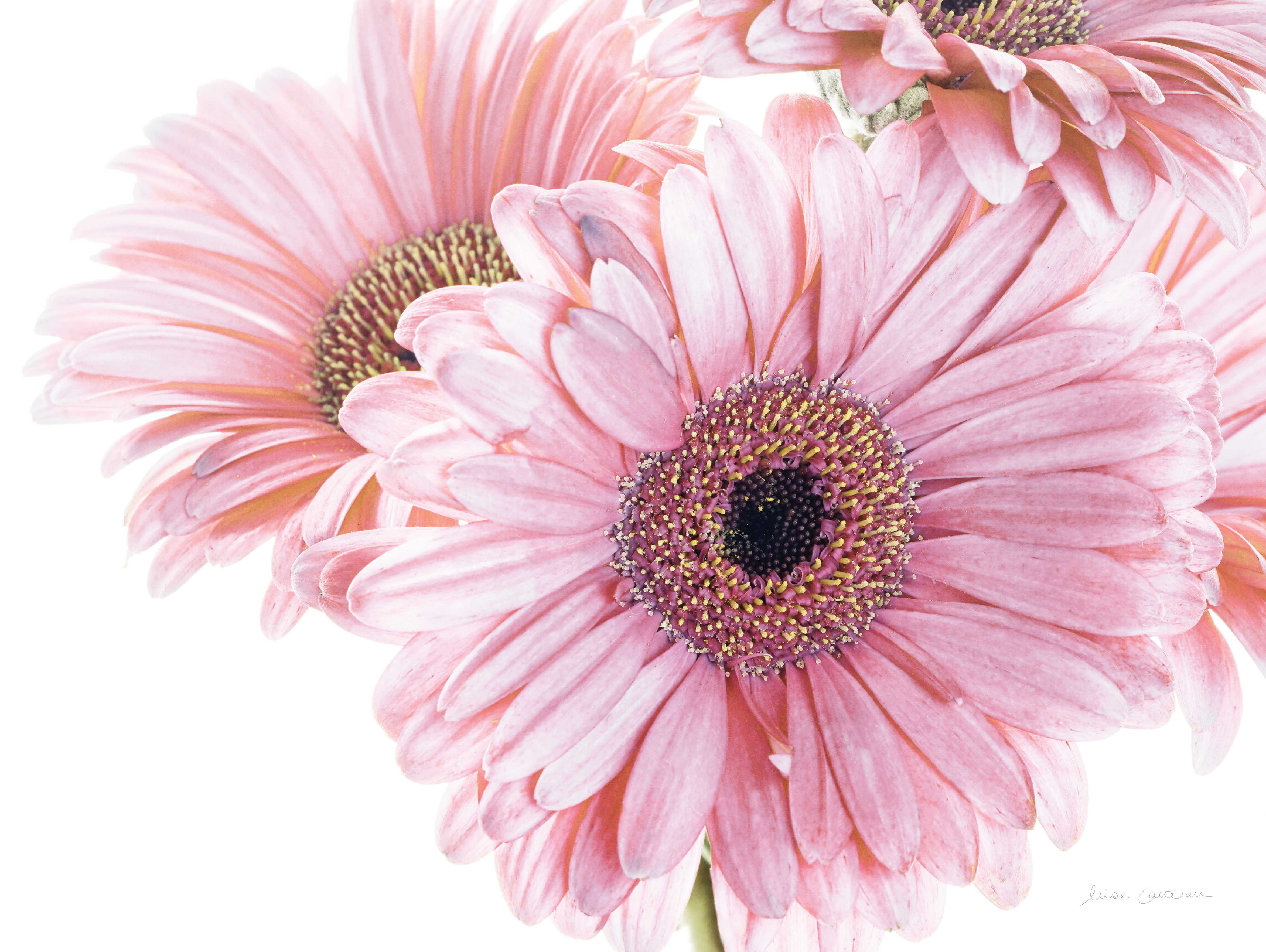 Ebern Designs Pastel Gerbera Daisies by Elise Catterall - Wrapped ...