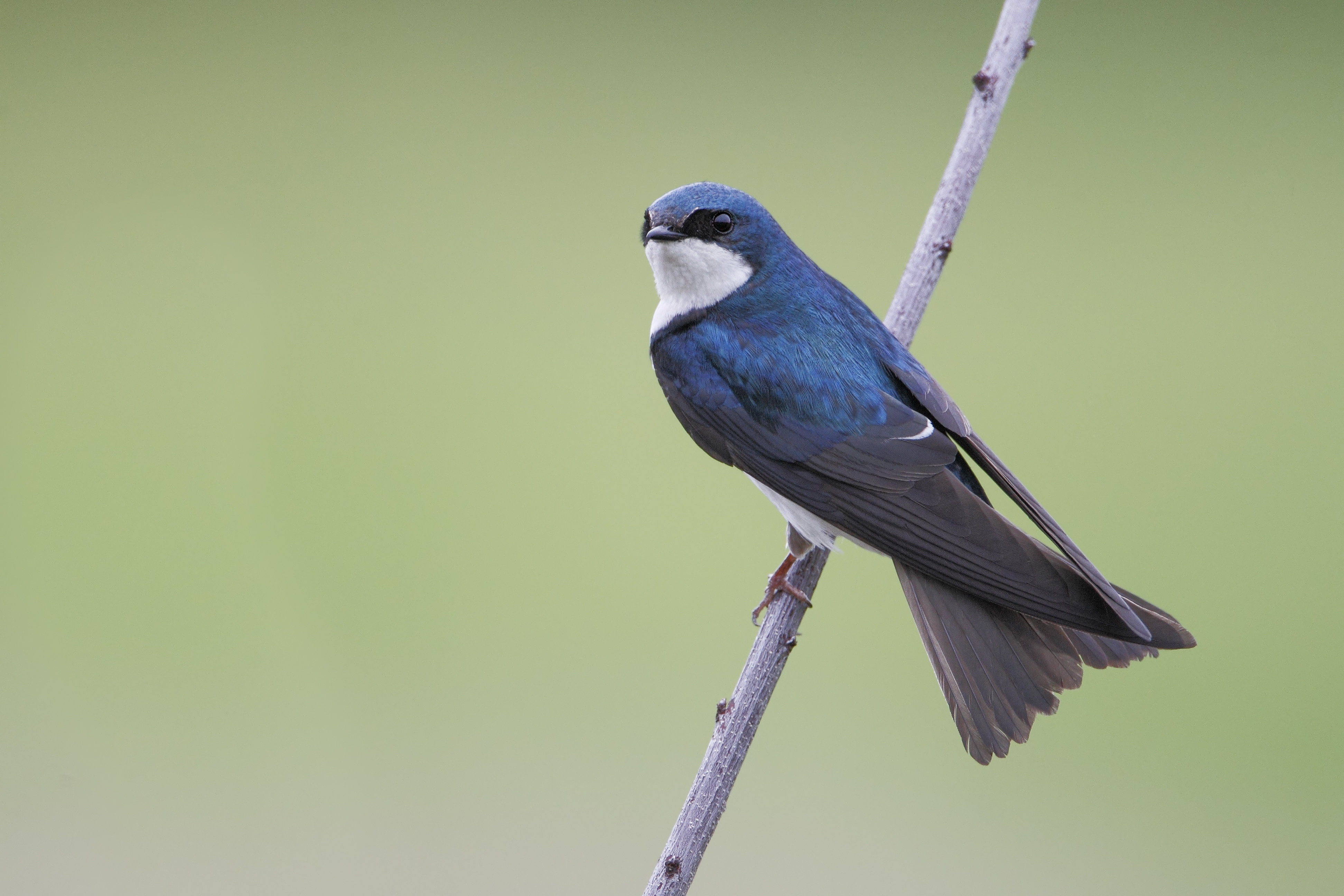 Ebern Designs Tree Swallow (Tachycineta Bicolor) by Wmarissen - Wrapped ...