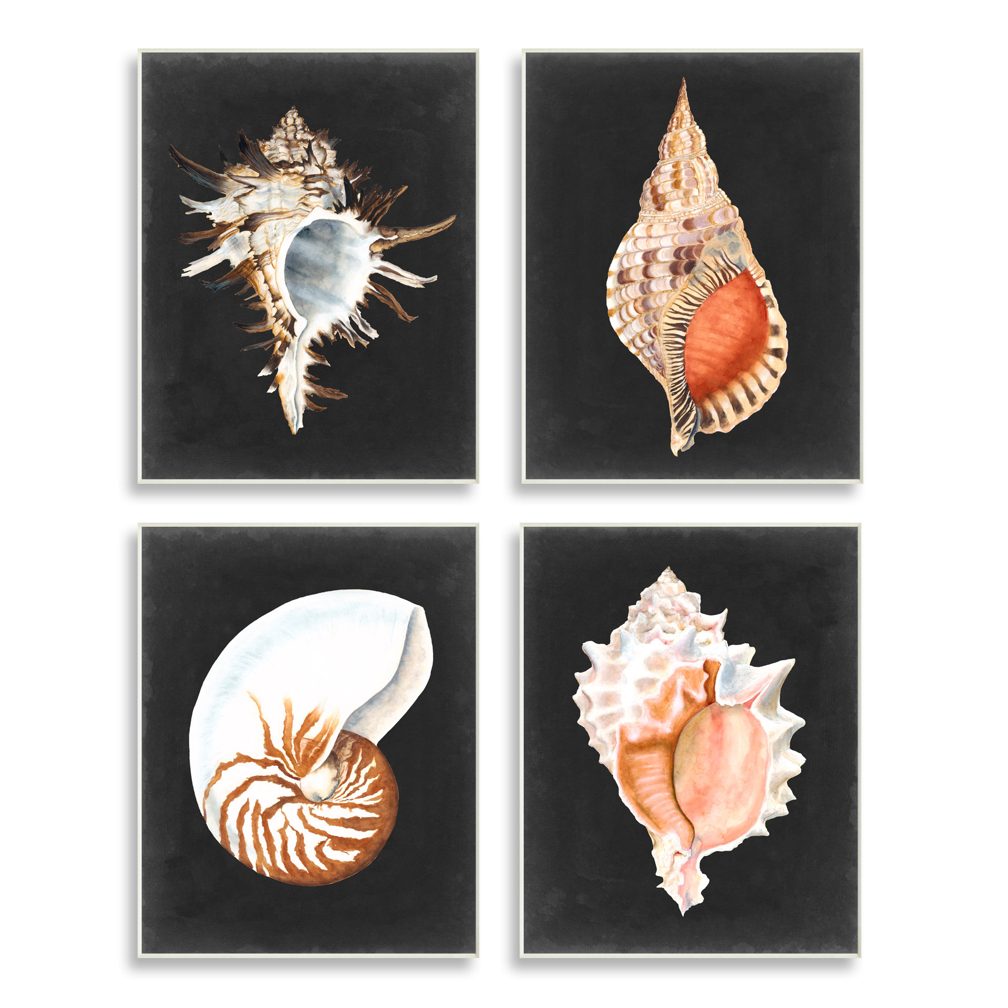 Stupell Industries Sea Shell Clam Conch Collection Realistic ...