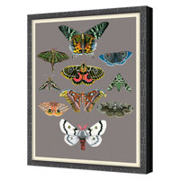 Grand Image Home Entomology Beetles Chart by Thicket Design - Framed ...