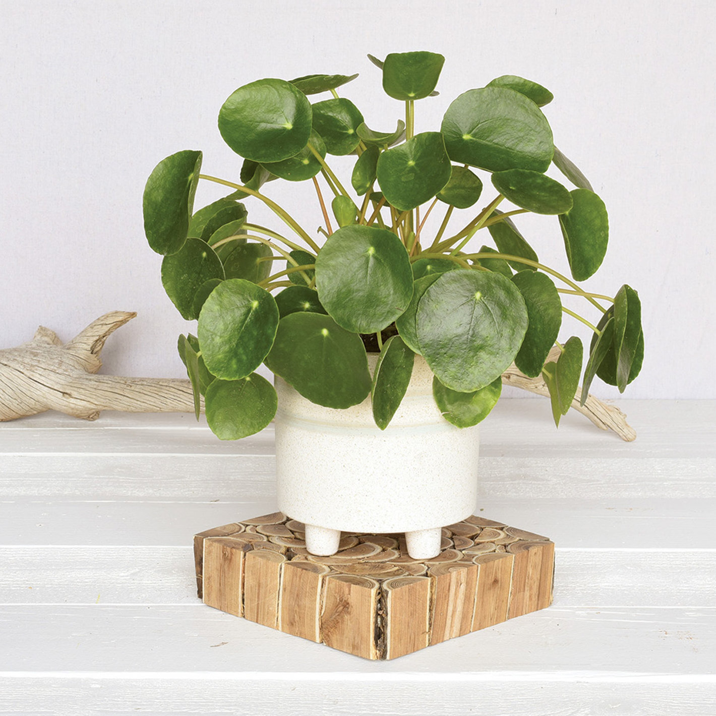 Dakota Fields Pot à fleurs en céramique Orear - Wayfair Canada