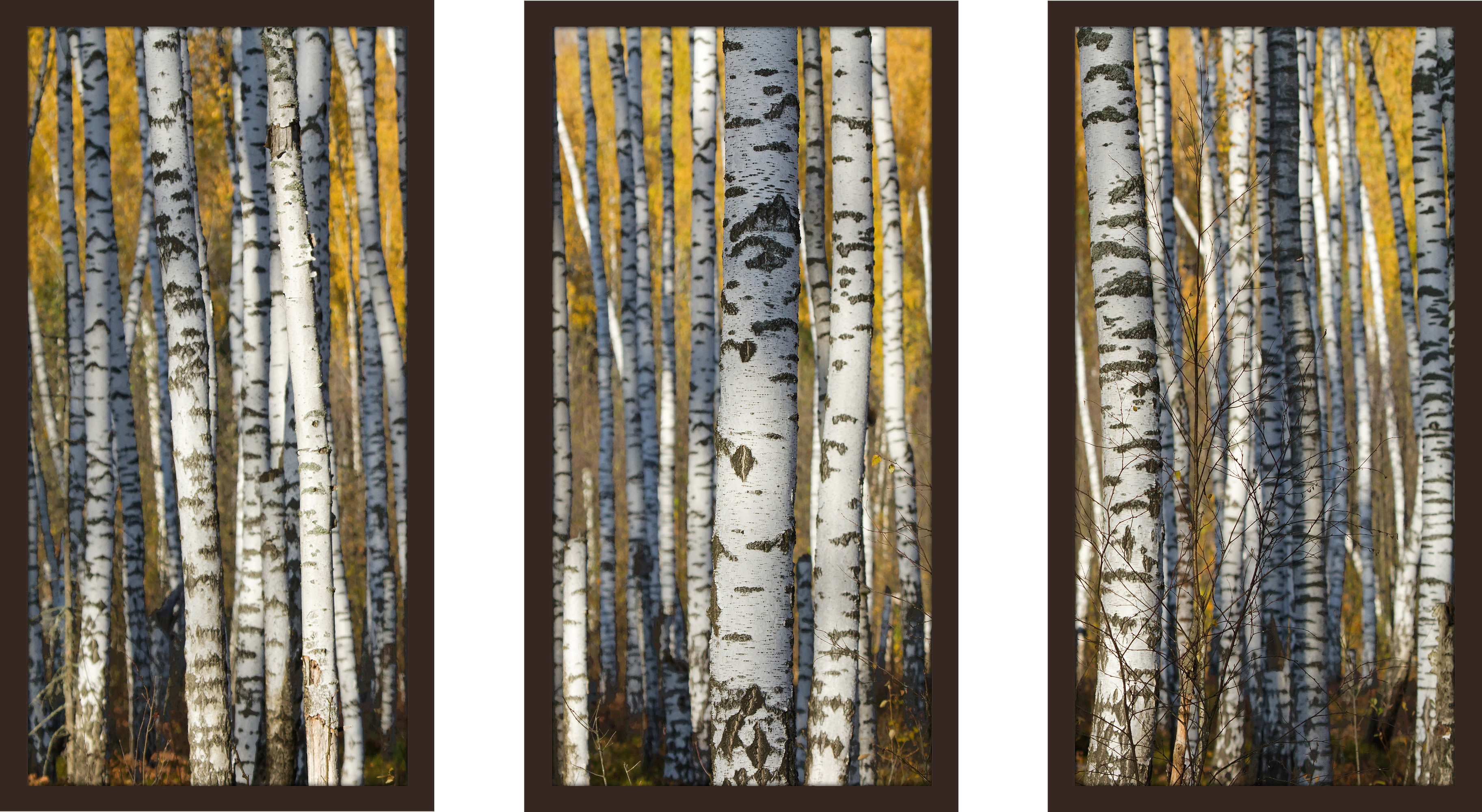 Picture Perfect International "Birch Trees" - 3 Piece Picture Frame ...