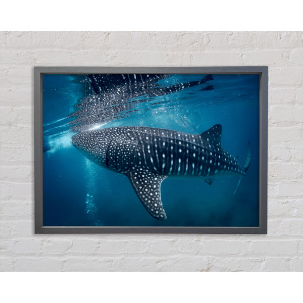 Highland Dunes Spotted Whale Shark Framed Print | Wayfair.co.uk