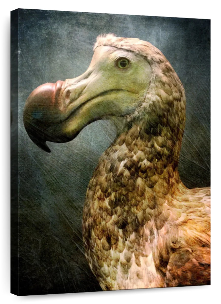 Ebern Designs Brampt Beautiful Dodo Bird - Wayfair Canada