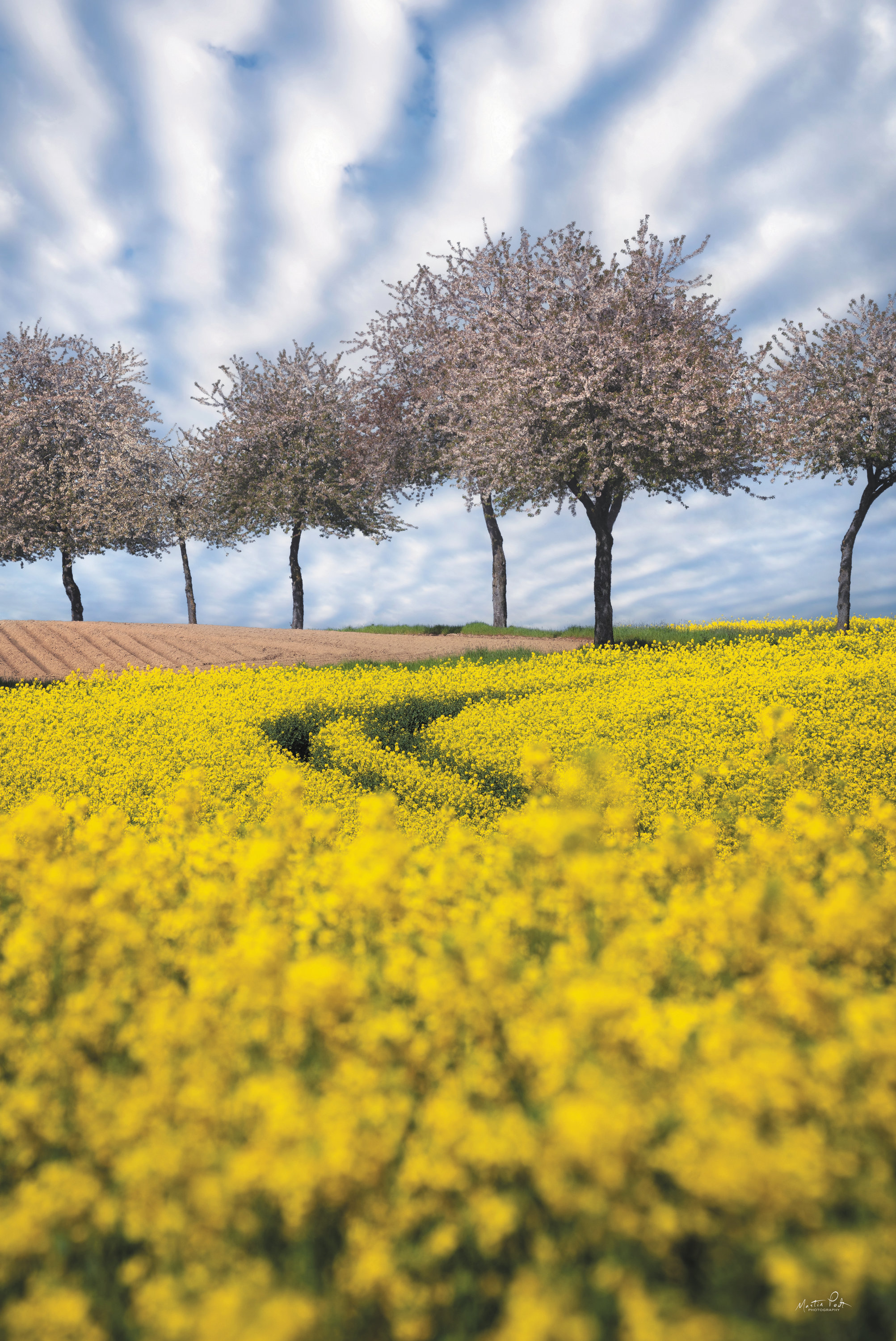 Ebern Designs Spring Dreams On Canvas by Martin Podt Print | Wayfair