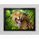 Bright Star Fierce Leopard In The Grass - Single Picture Frame Print ...